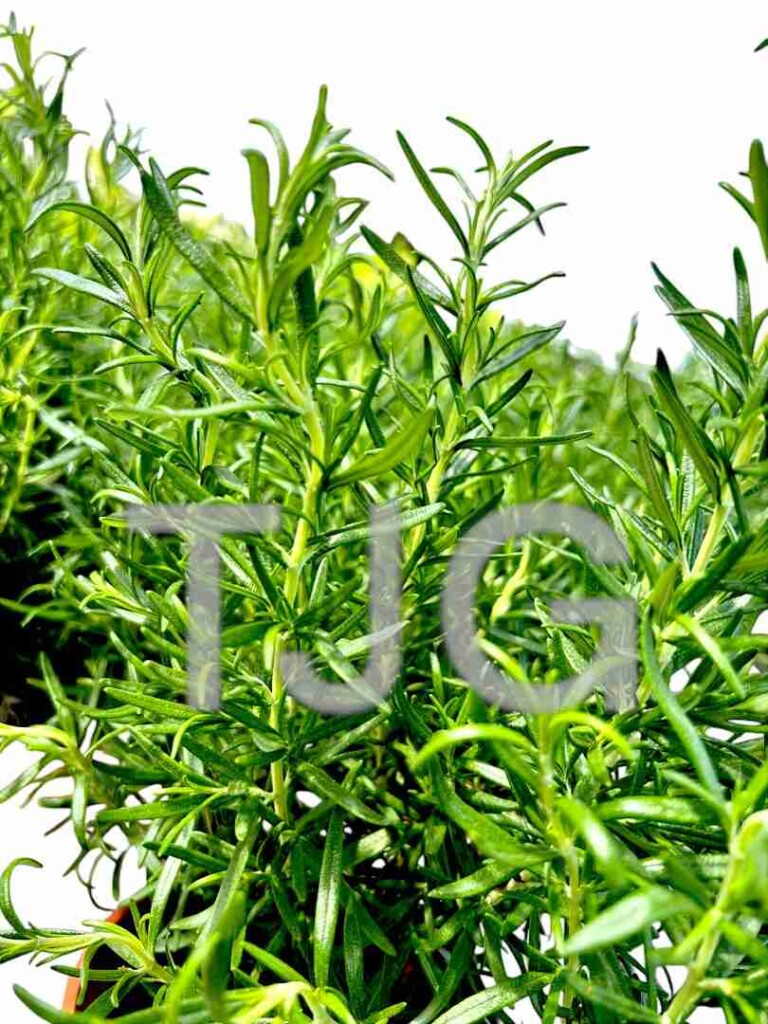 Chilli Padi – Teo Joo Guan