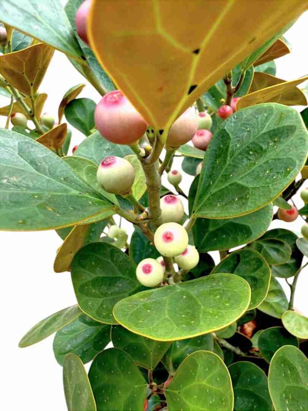 Ficus Microcarpa – Teo Joo Guan
